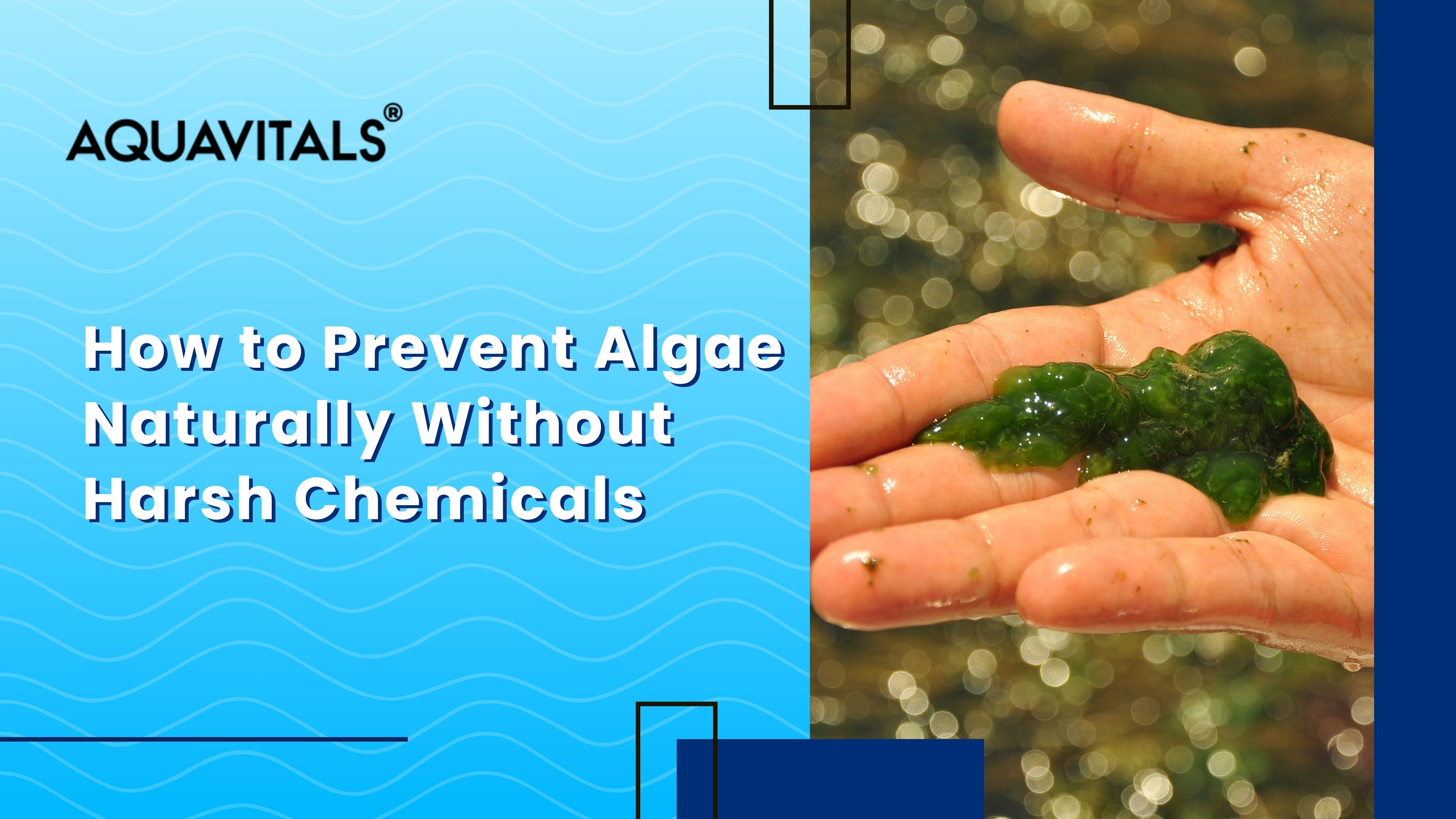 How to Prevent Algae Naturally Without Harsh Chemicals – AquaVitals